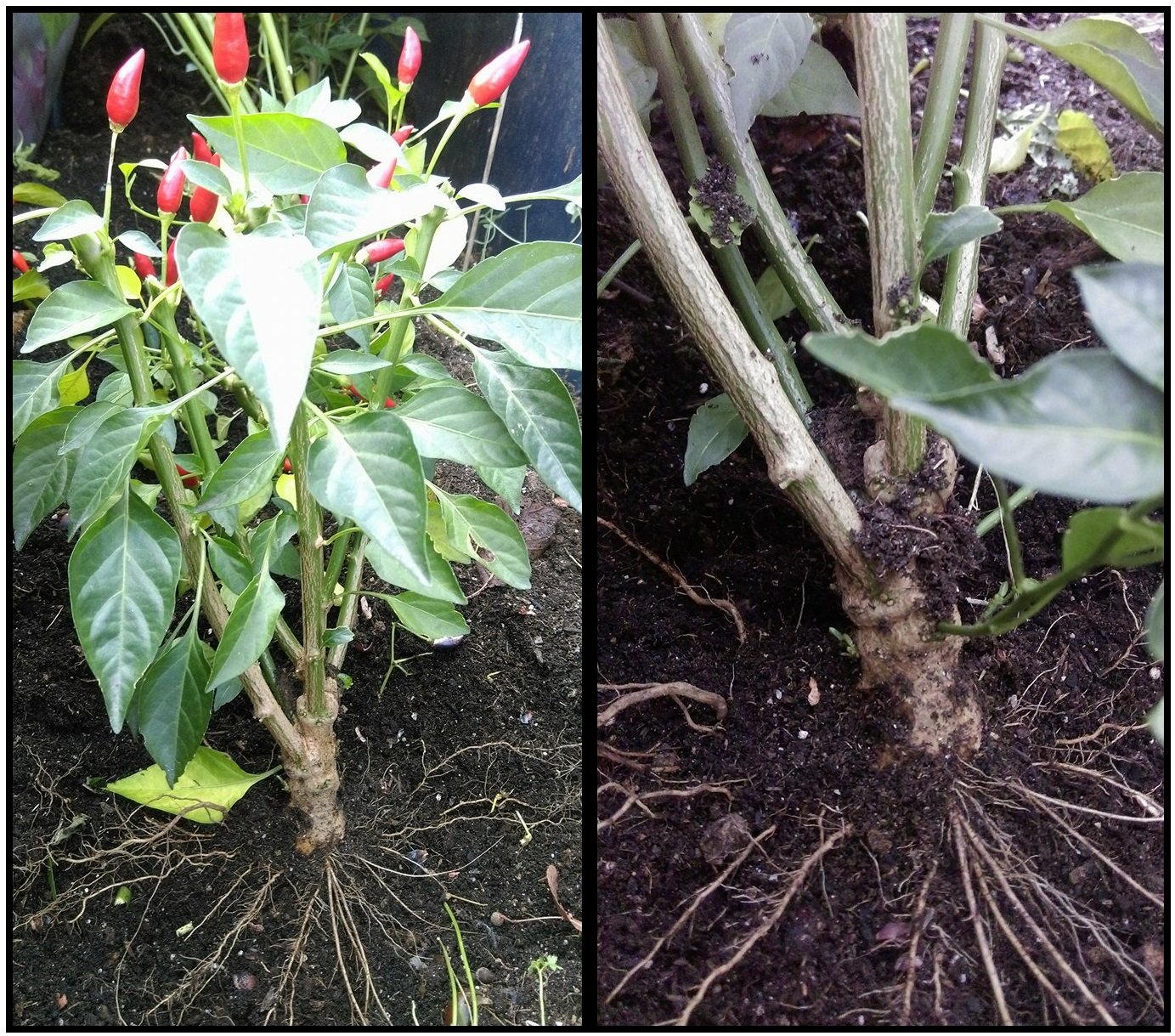 Growing a chilli pepper Bonsai plant-aka Bonchi — Steemit