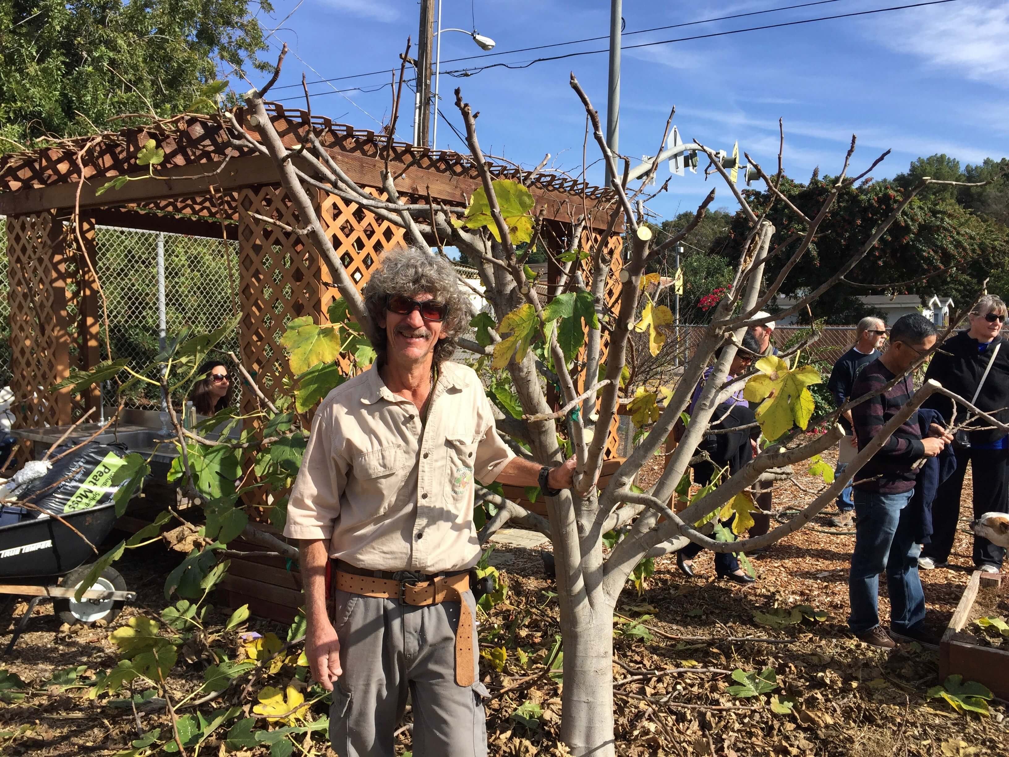 Fig Tree Pruning - Tree Tuesday — Steemit