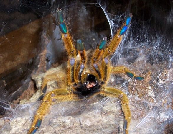 Tarantula self-defence: the stridulation story — Steemit