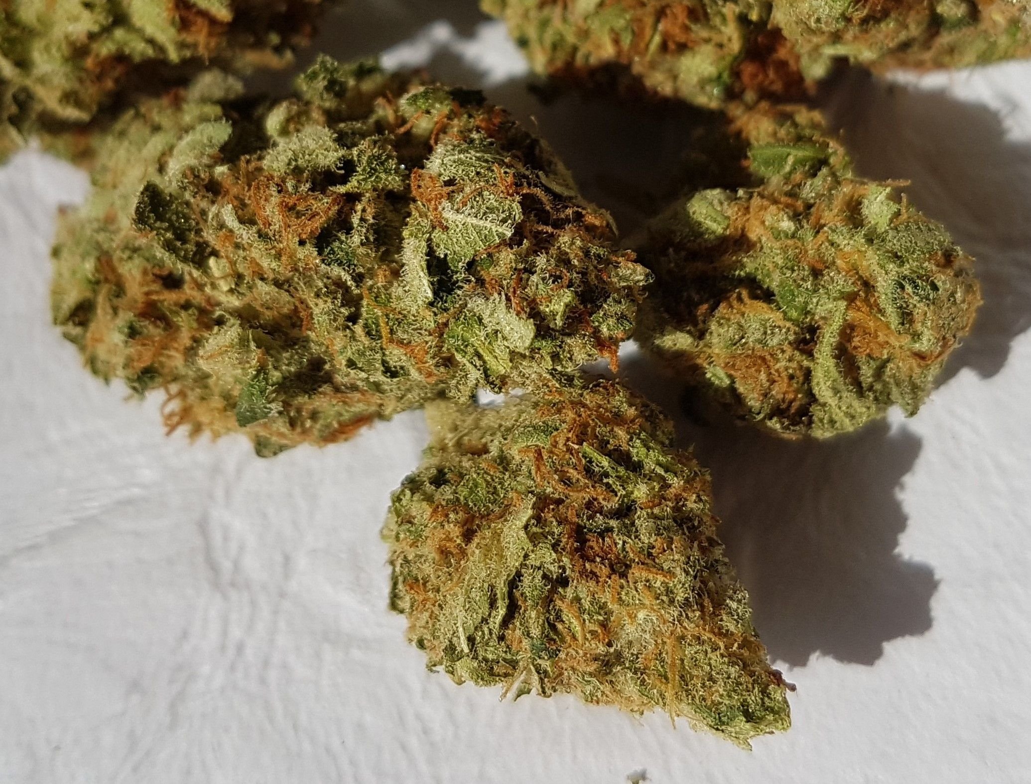 Orange Barbara - Strain Review — Steemit