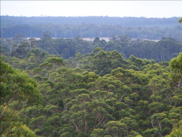 Into the Forest - Climbing the Gloucester Tree - Pemberton, Western ...