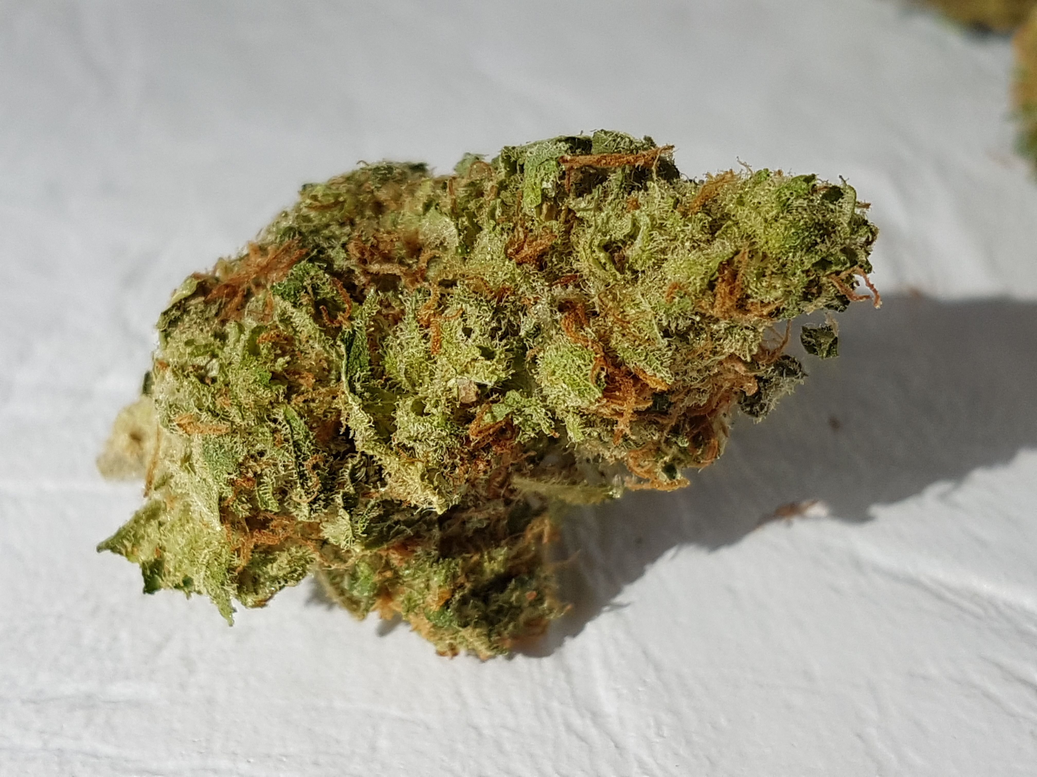 Orange Barbara - Strain Review — Steemit