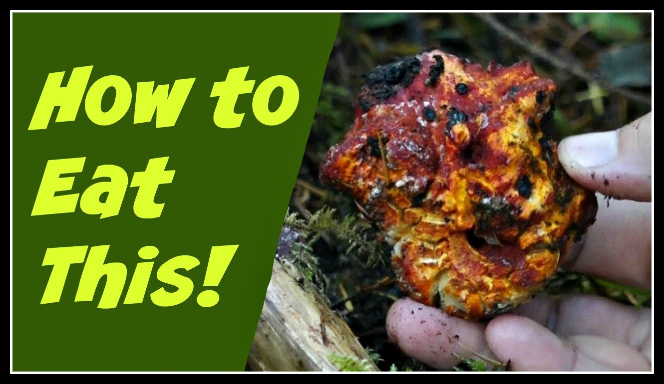 how to cook a lobster mushroom
