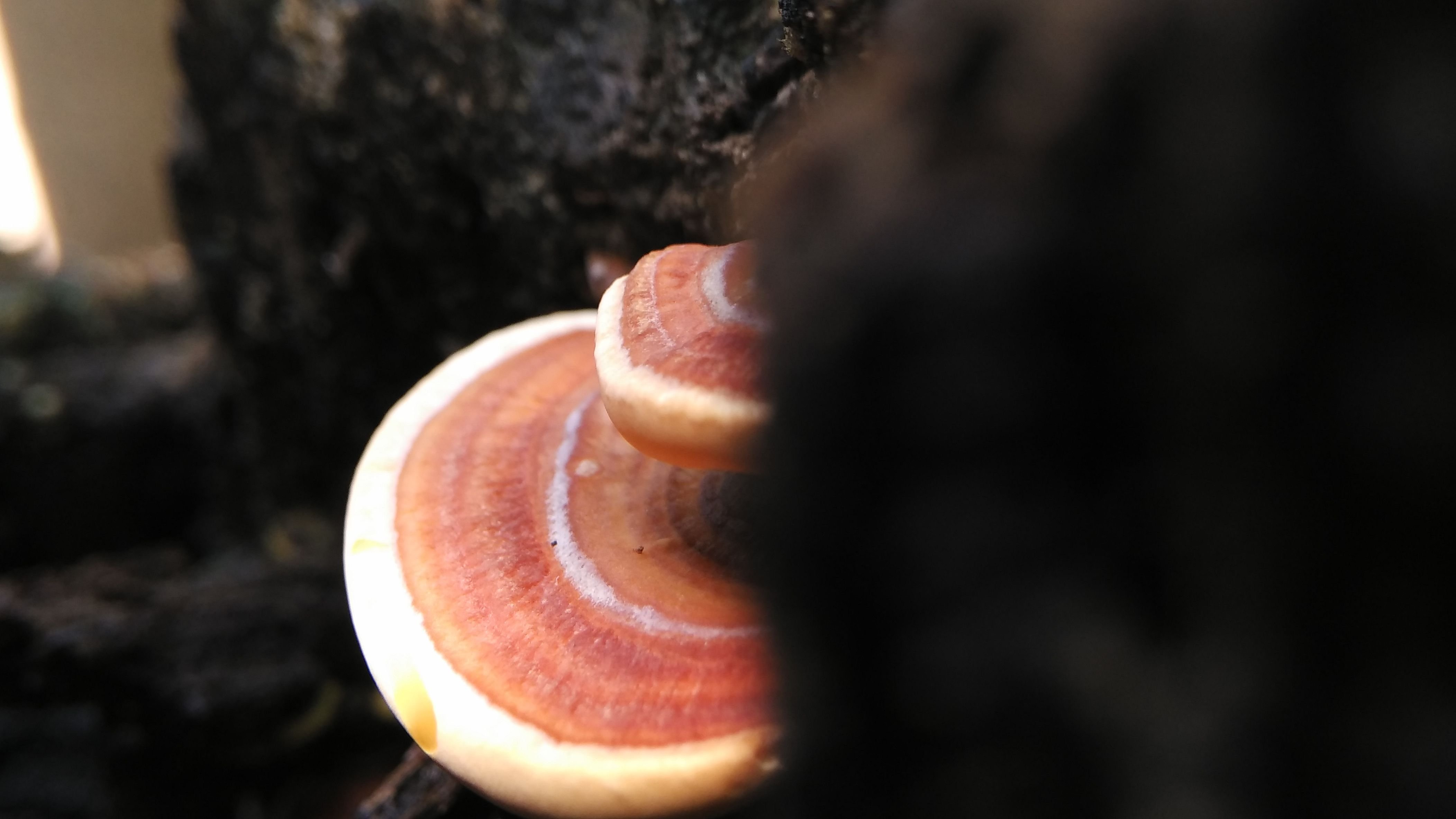 The golden red mushroom on the trunk of the areca nut tree — Steemit