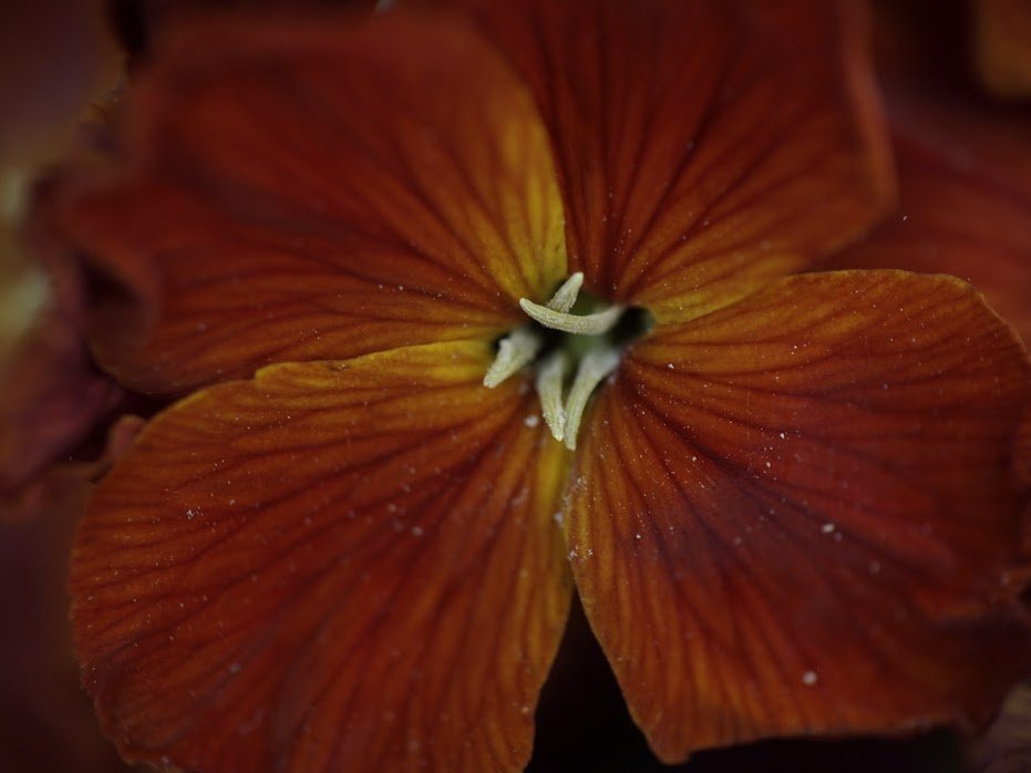 Regular Polygons In Nature