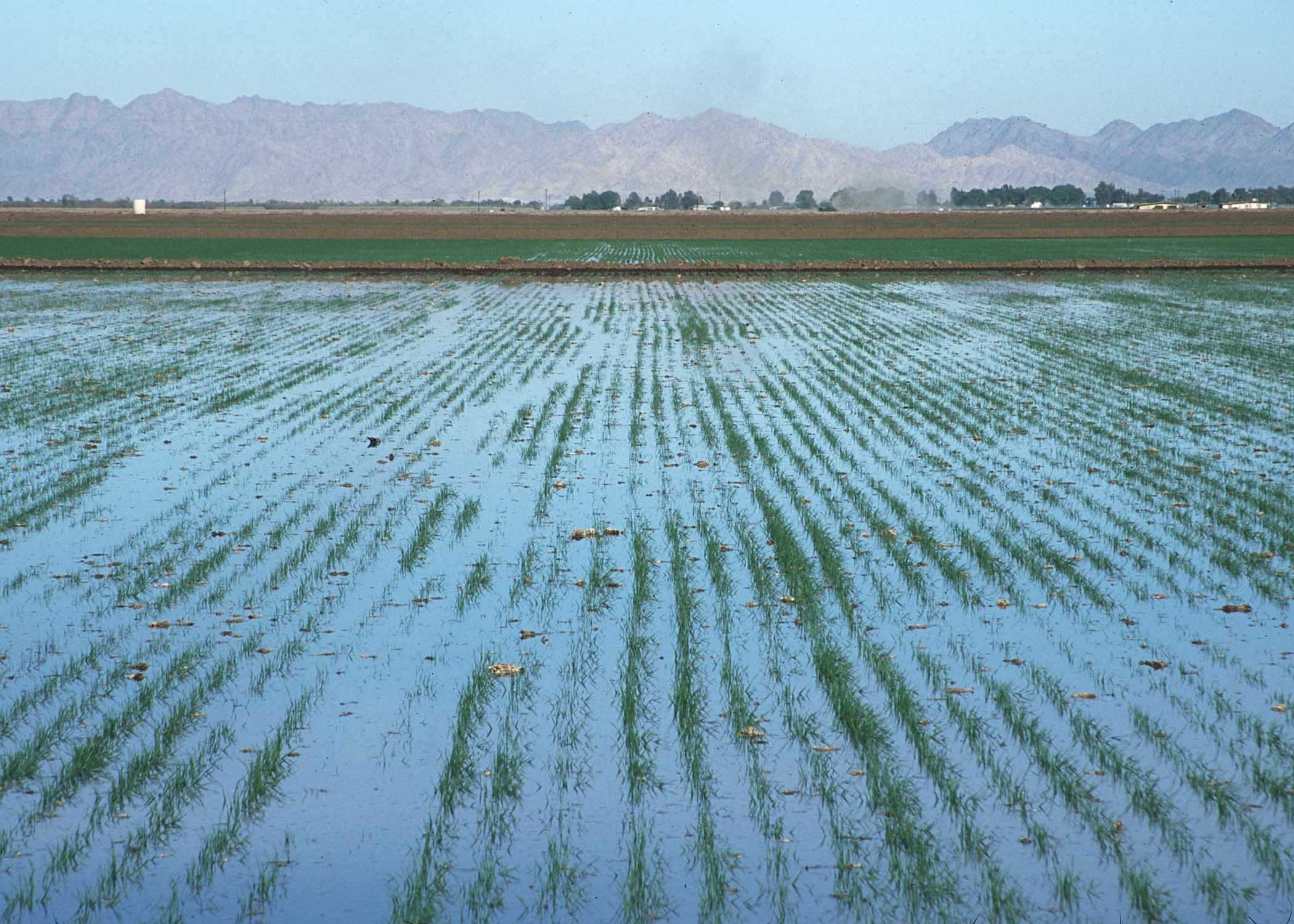 Nile River Flooding Crops
