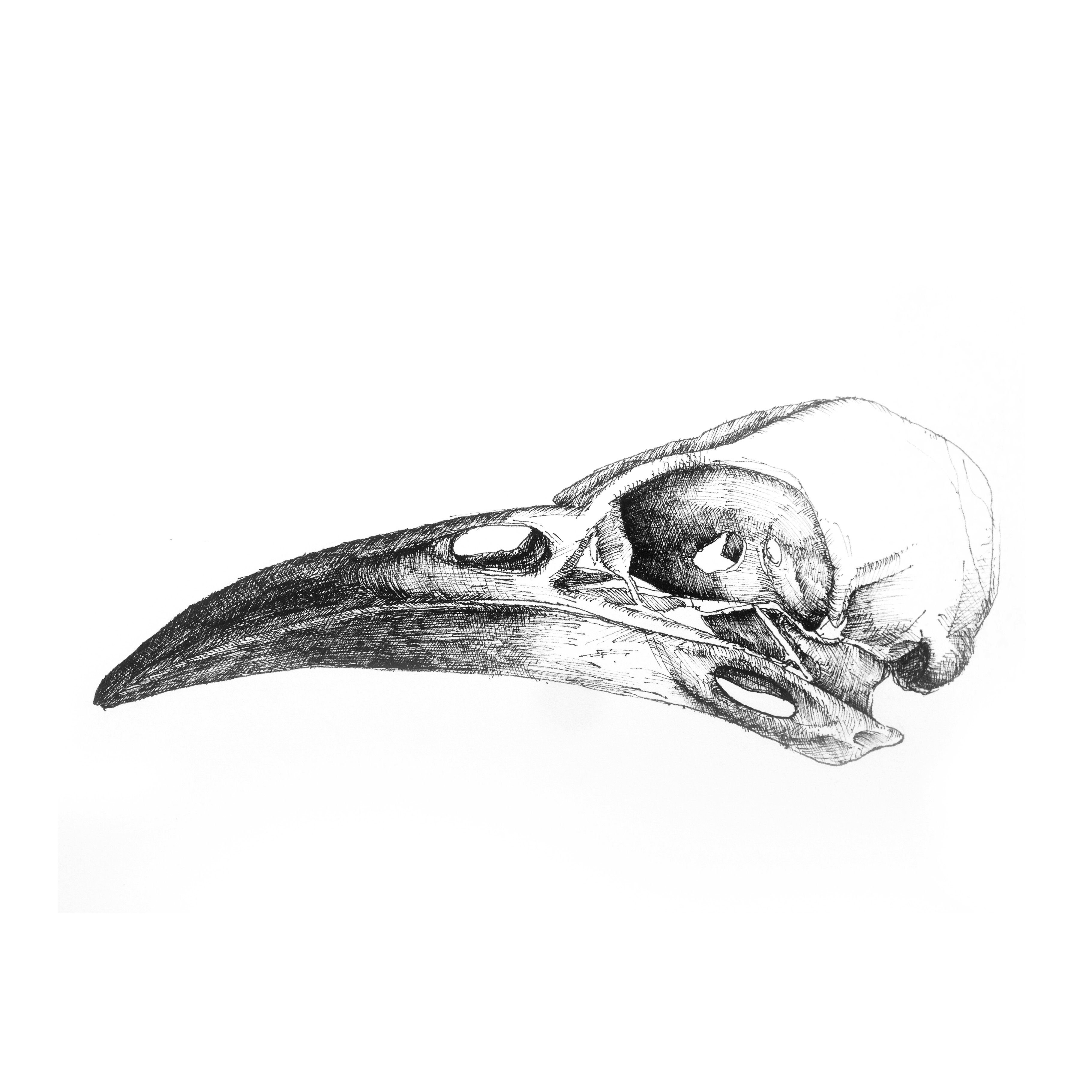 how to draw a bird skull
