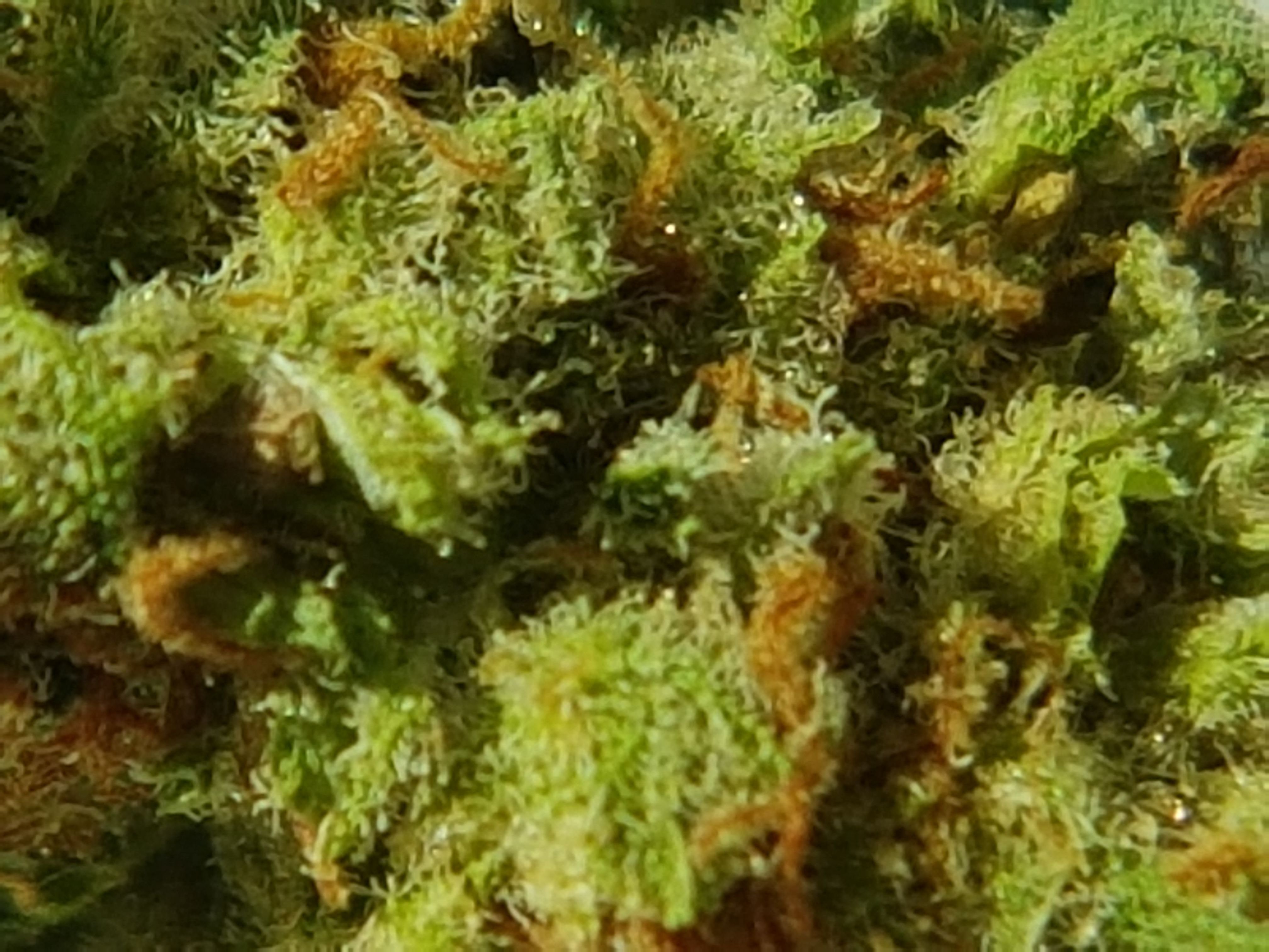 Orange Barbara - Strain Review — Steemit