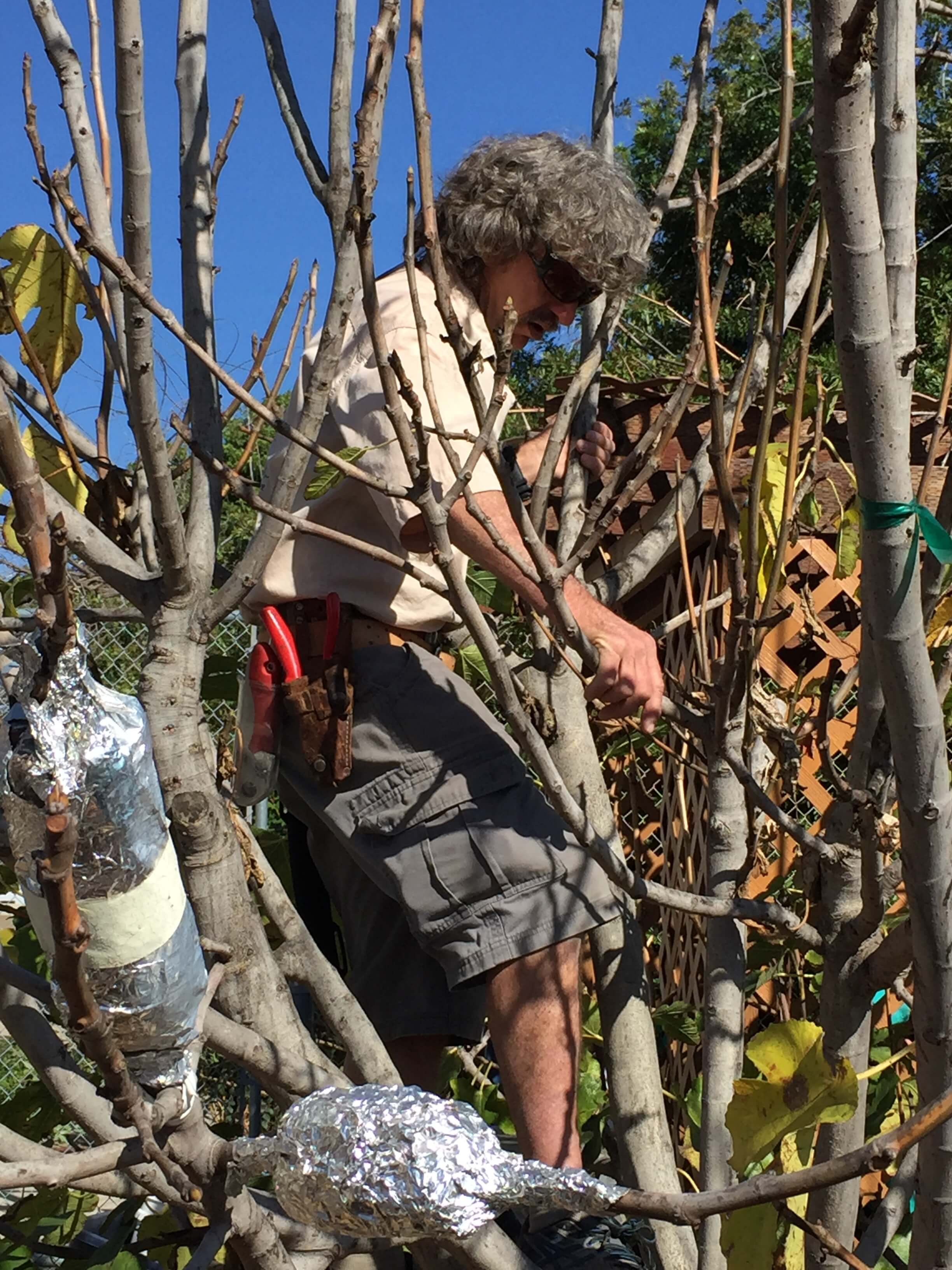 Fig Tree Pruning - Tree Tuesday — Steemit