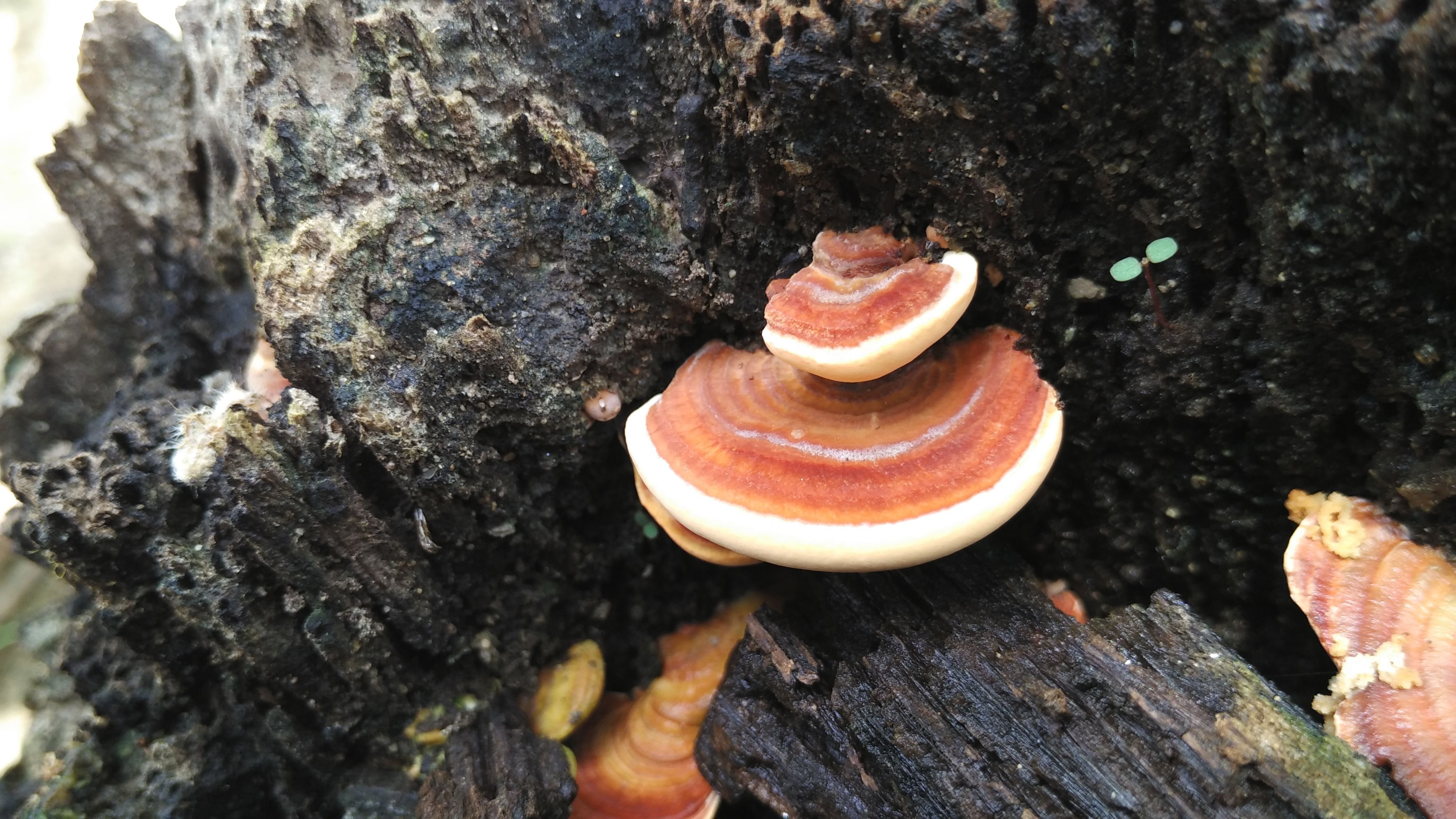The golden red mushroom on the trunk of the areca nut tree — Steemit
