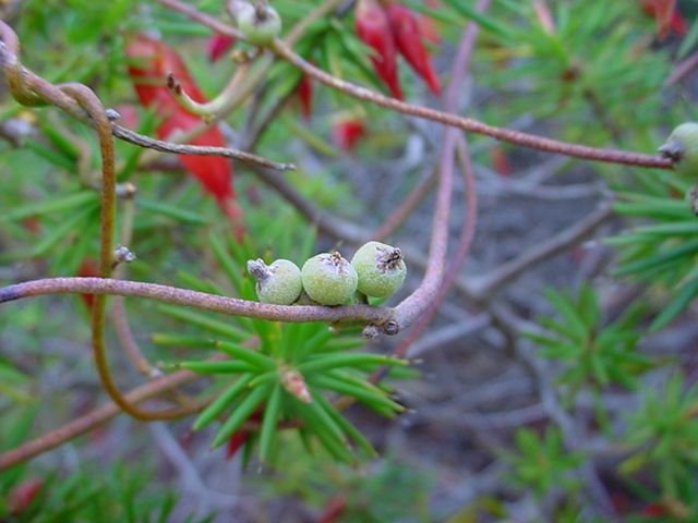 Aussie Bushfoods: Snottygobble ( Cassytha pubescens and friends) — Steemit