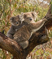 drop bear koala