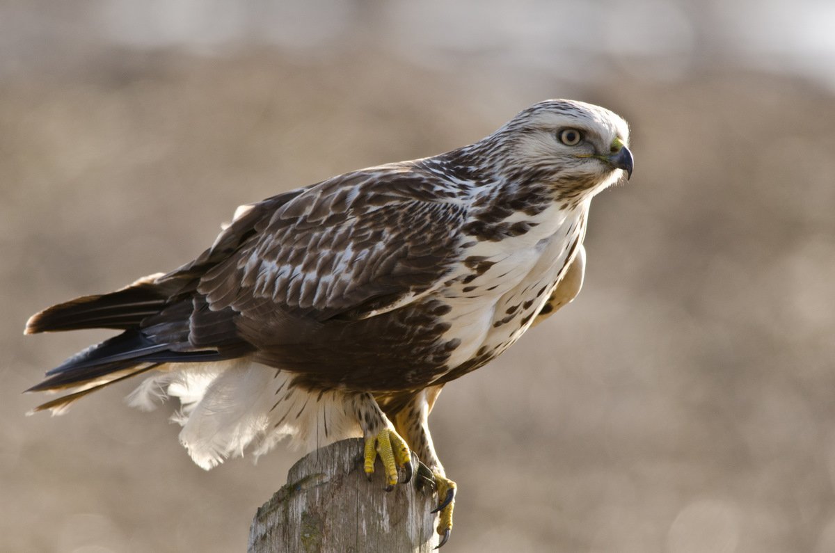 Largest Hawks in the United States: American Birds of Prey, Raptors ...