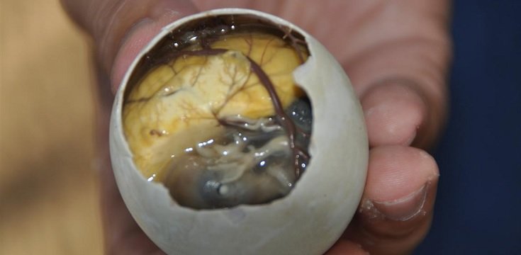 Balut Egg(Duck Embryo): The Filipino Food That Make the World Twitch — Steemit