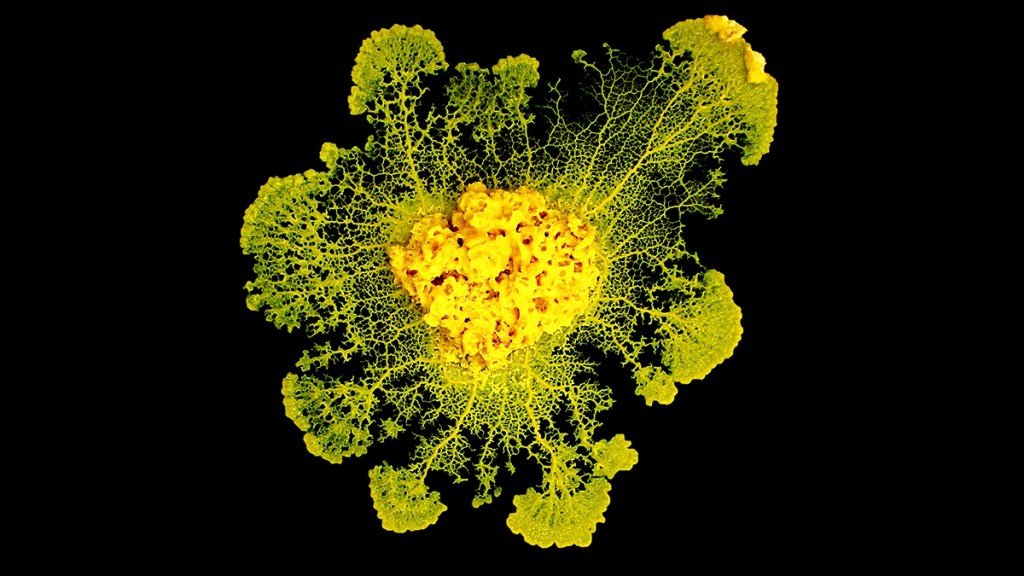 "Blob" creature, who panic biologists!!