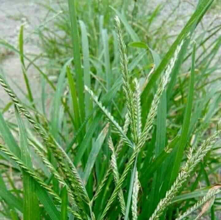 Paragis / The Miracle Grass