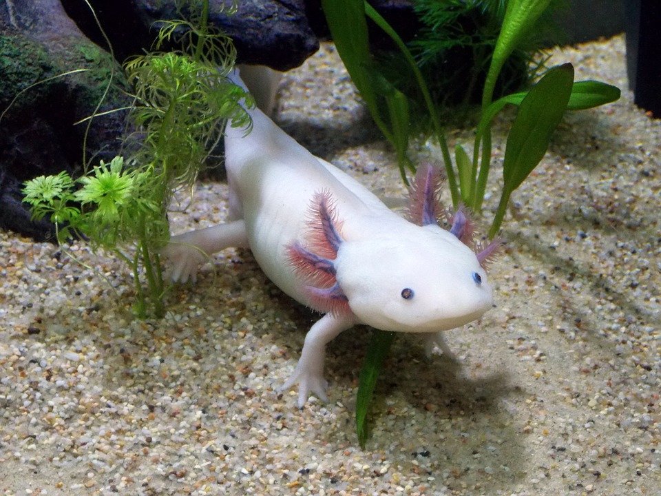 Axolotls The Adorable Giant Salamanders Of Mexico Live