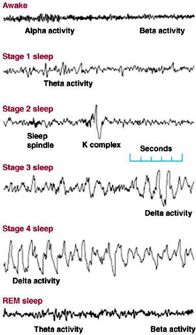 WHY DO WE SLEEP? part 1 - The physiology of sleep