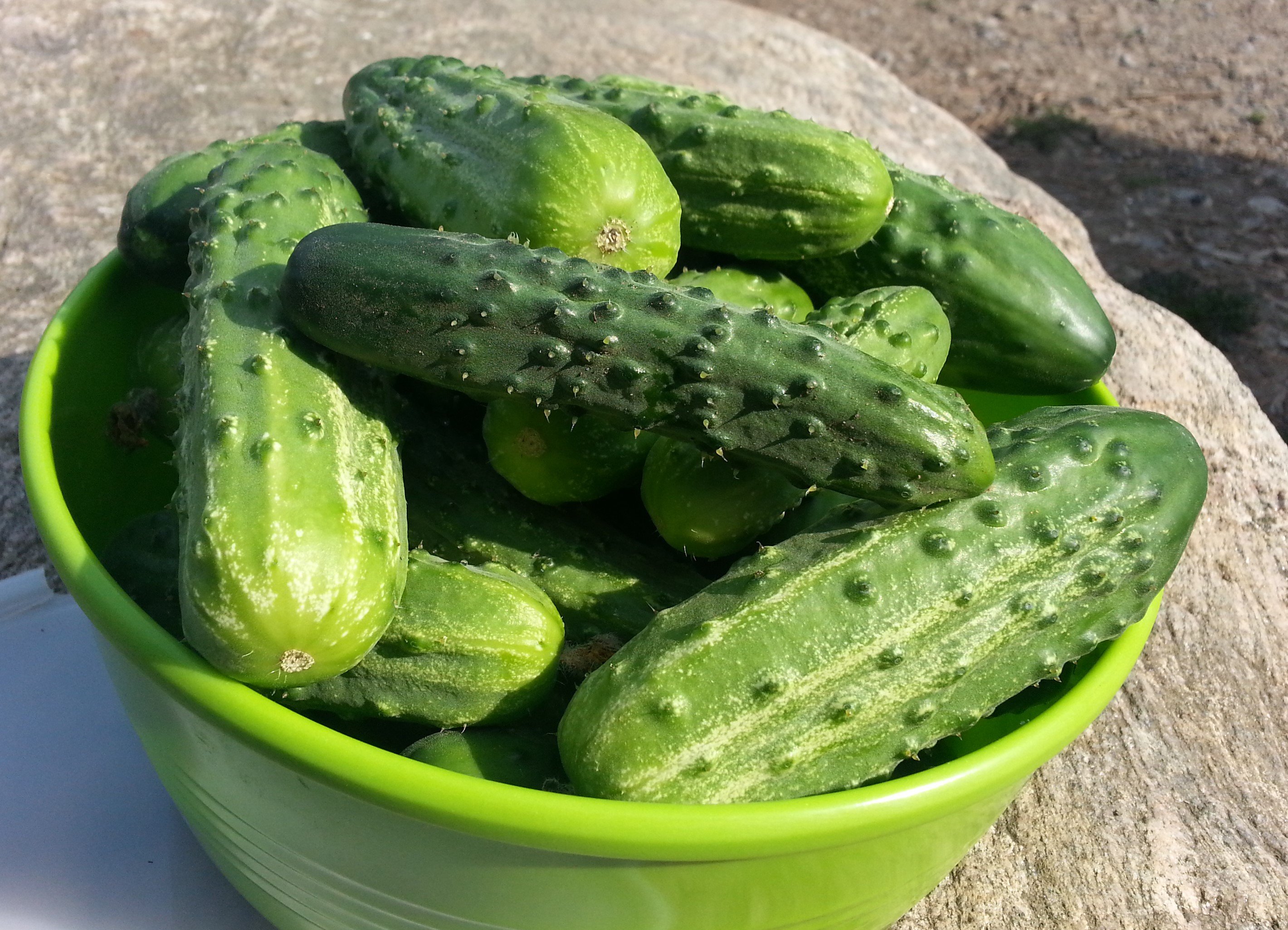 Preserving Cucumbers as Fresh Pack Pickles - Sweet and Dill Varieties