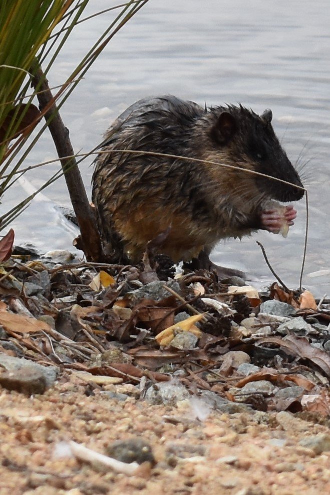 A Very Relaxed Rakali (Australian Water Rat)