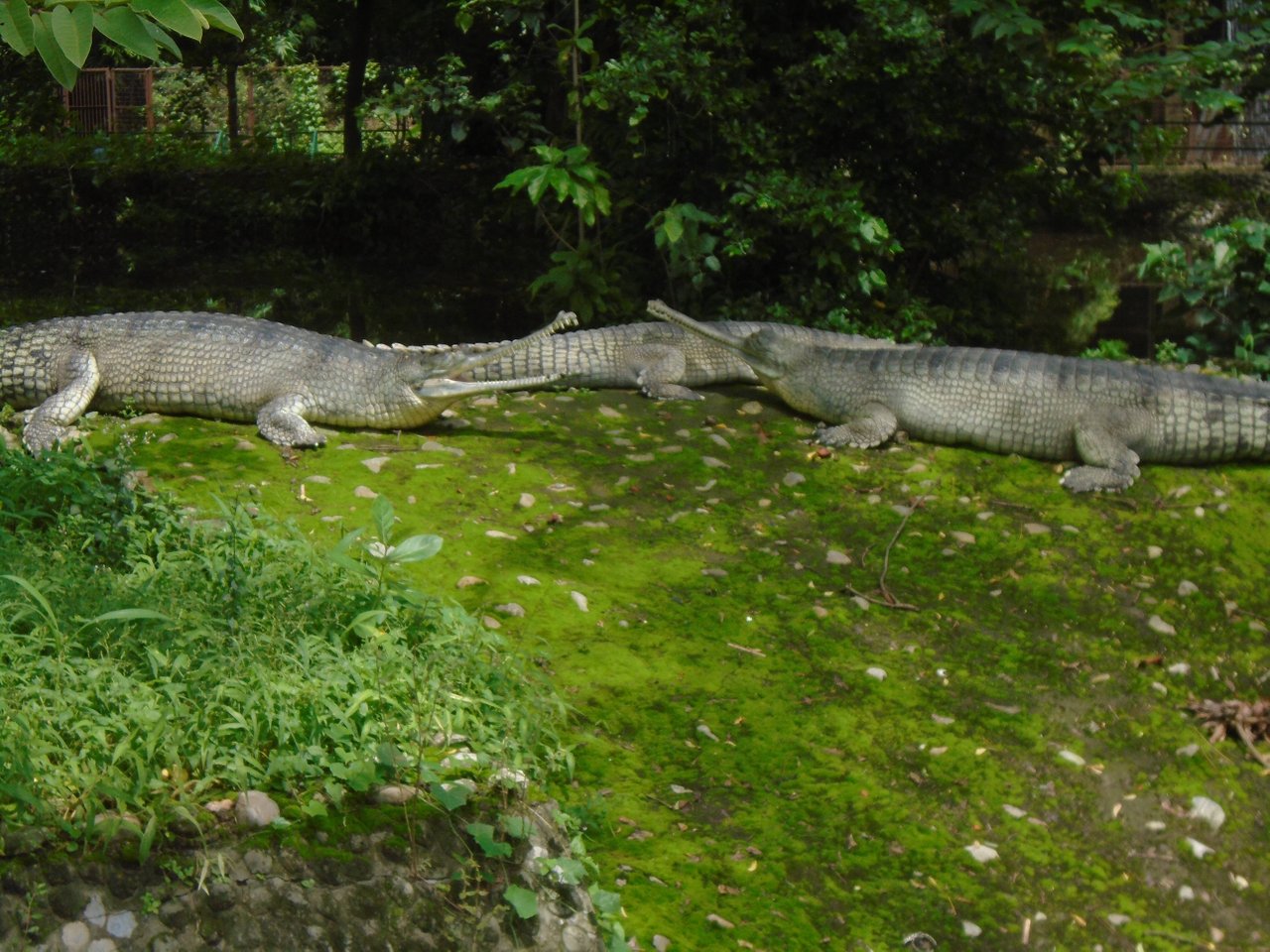 Two Photographs of very rare creature Gharial