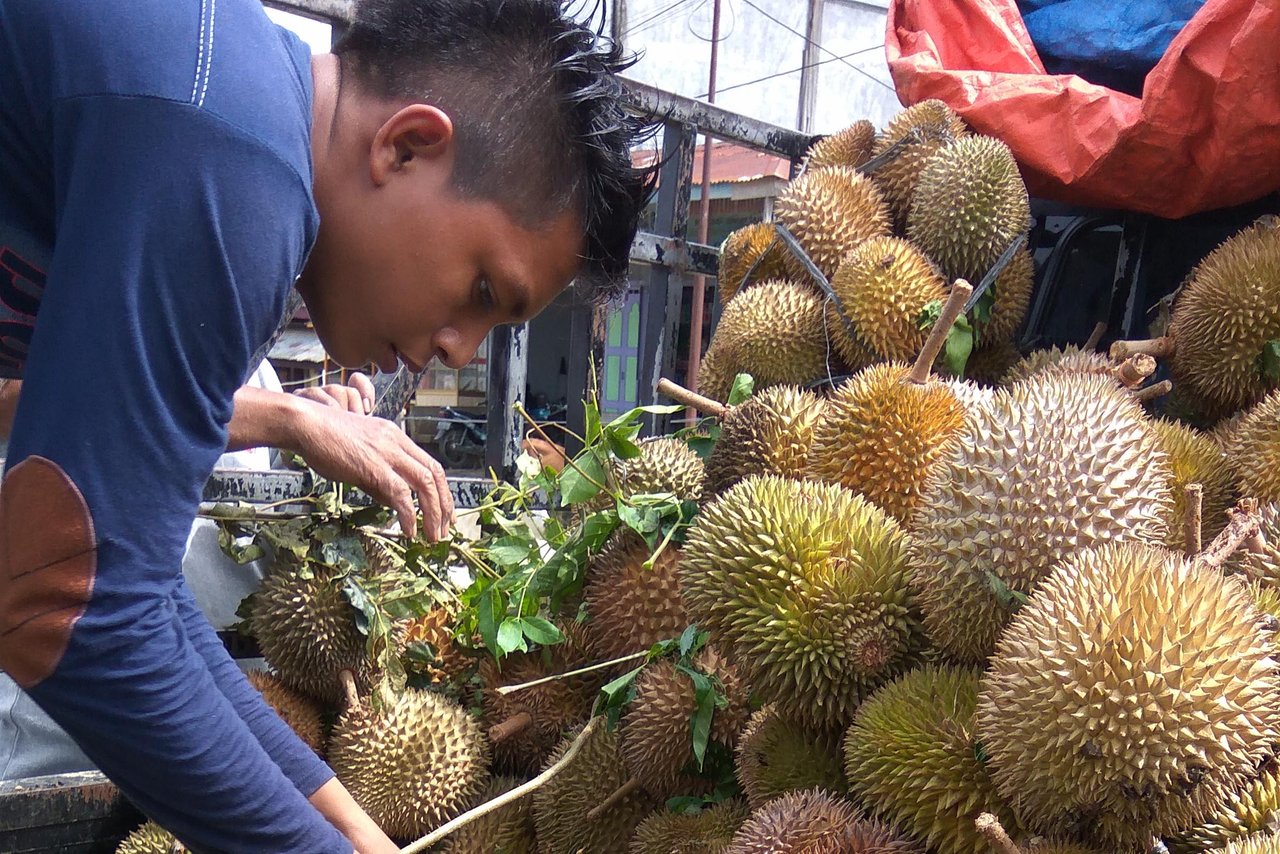 Durian harvest season in my hometown