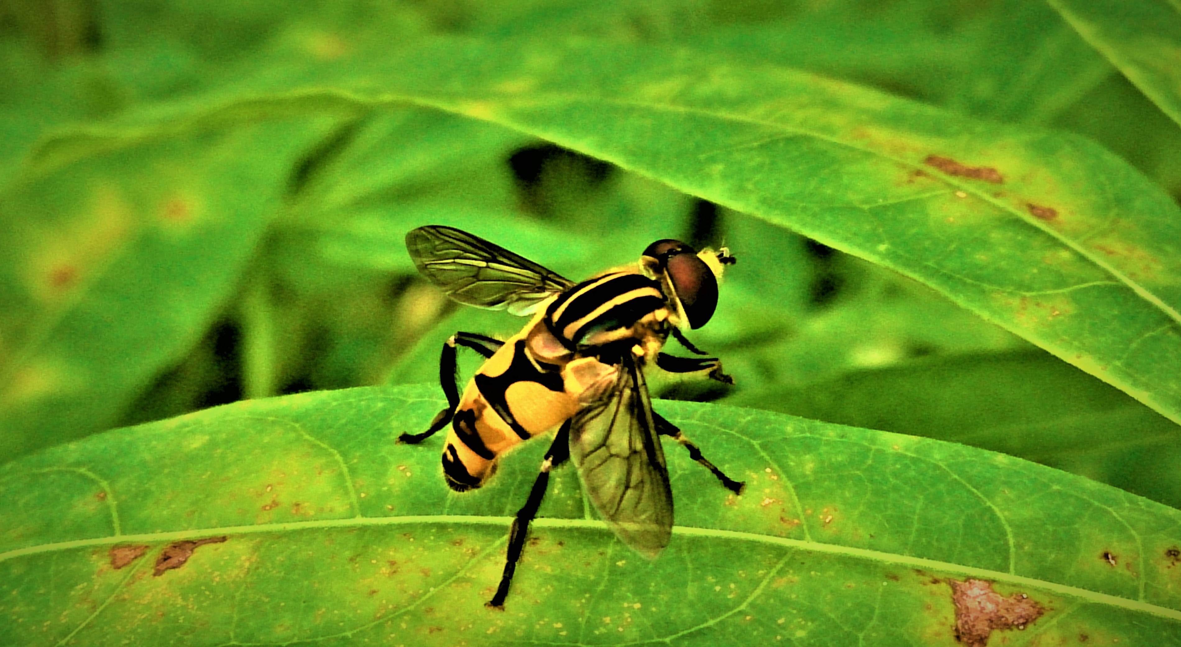 The pretty Hoverfly insects live in nature — Steemit