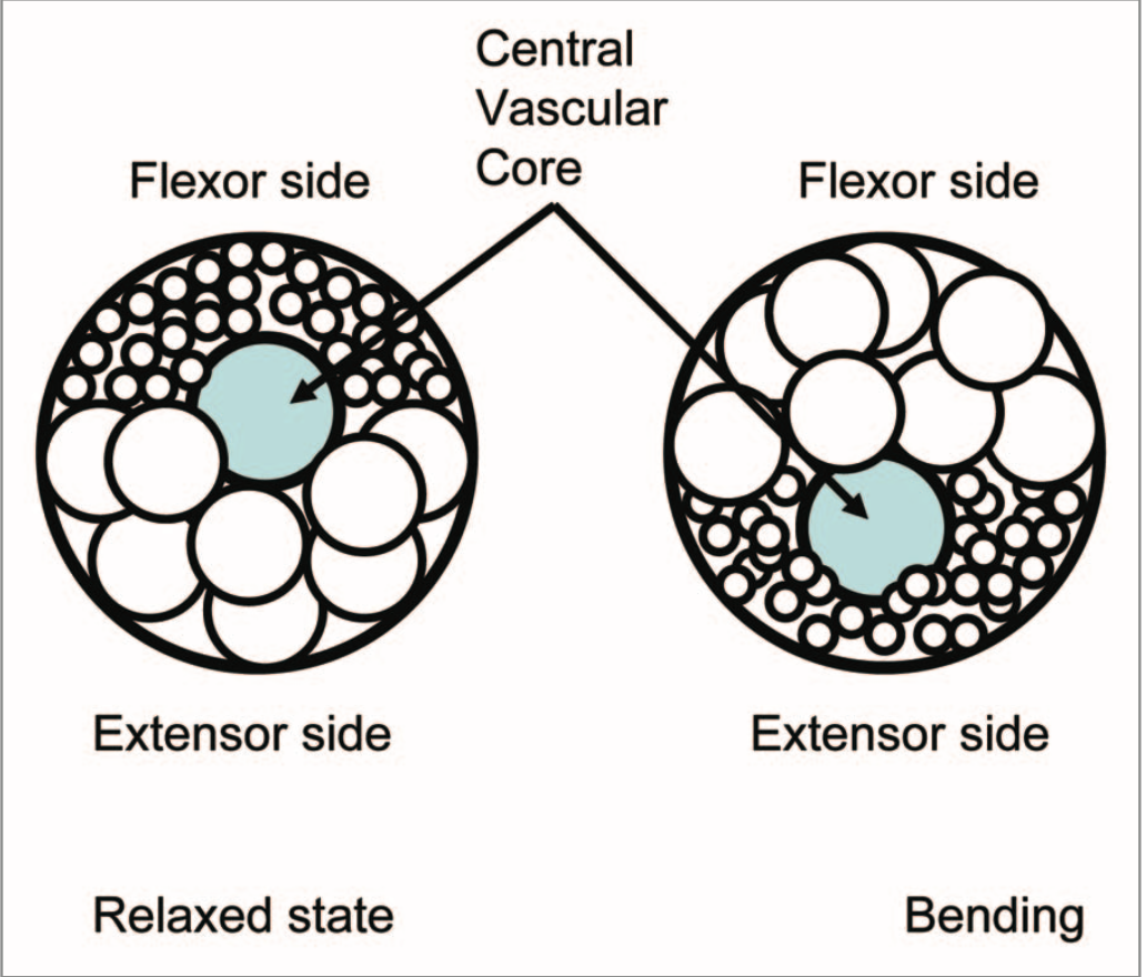 How Do Plants Move? The Sensitive Plant. — Steemit