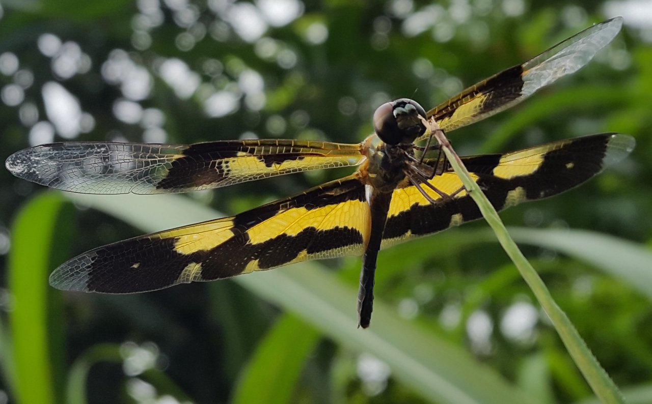 Some macro shots of Dragon Fly