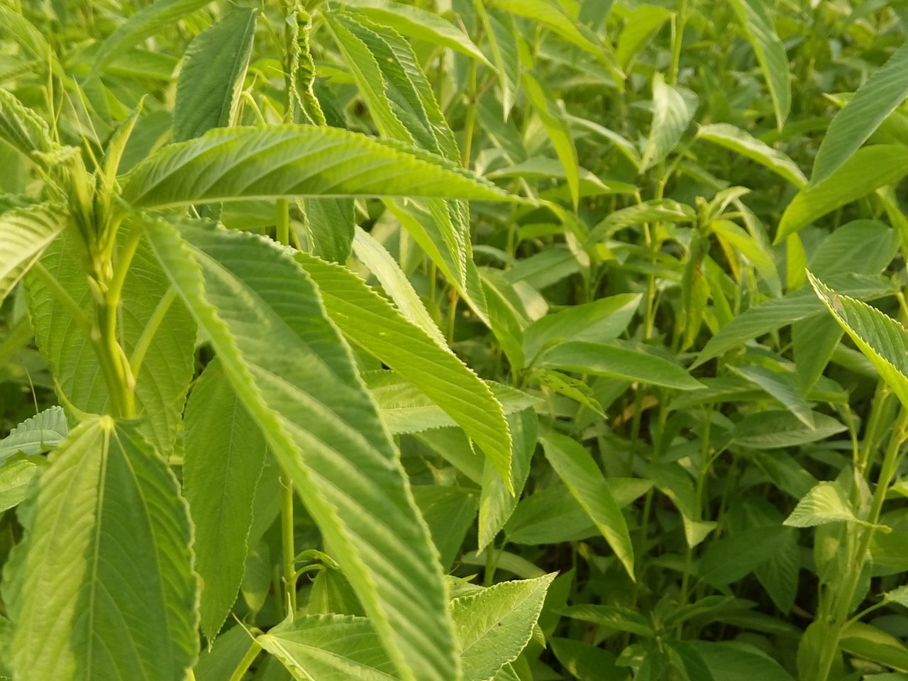 Sometimes leaves seems looking marvelous