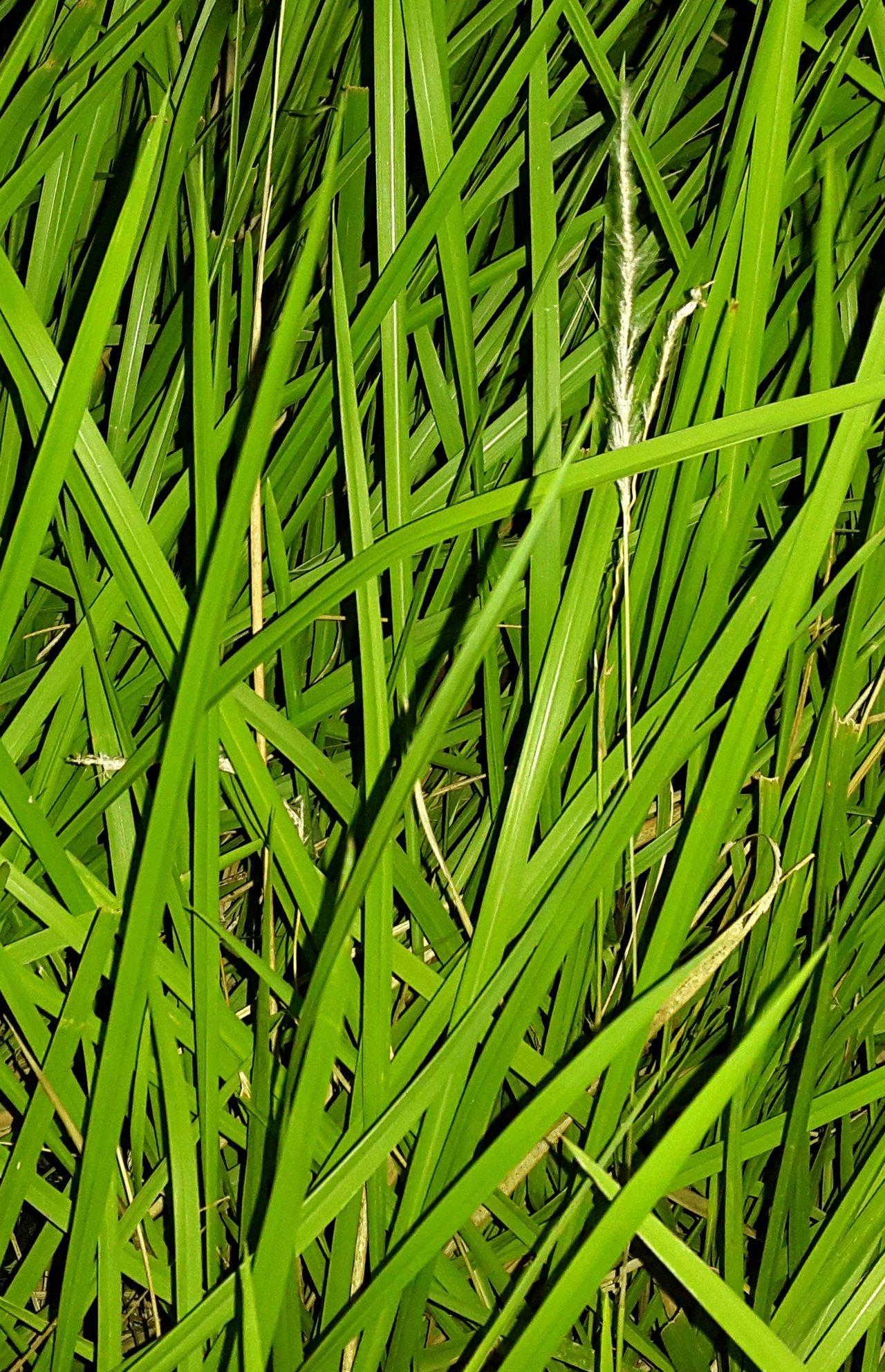 Random Shots - "Grass"