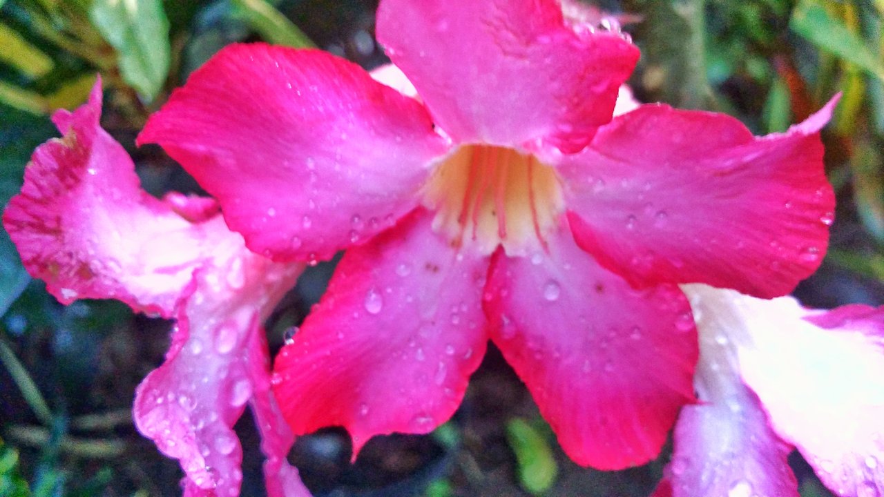 Menakjubkan 27+ Foto Bunga Merah Jambu - Gambar Bunga Indah