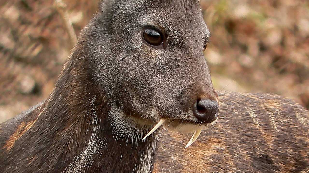musk deer