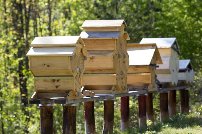 HONEYCOMB HIVES - Beekeeping Systems Totally Reimagined | Steemhunt