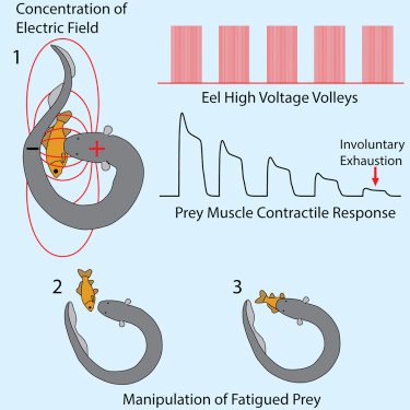 Eli5how Do Electric Eels Generate Electric Current
