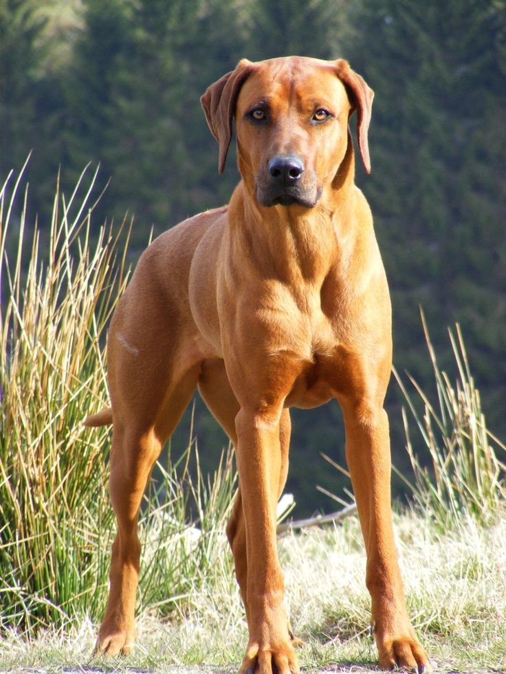 Are Rhodesian Ridgeback Aggressive