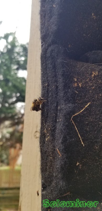 March Bee update / New webcam link