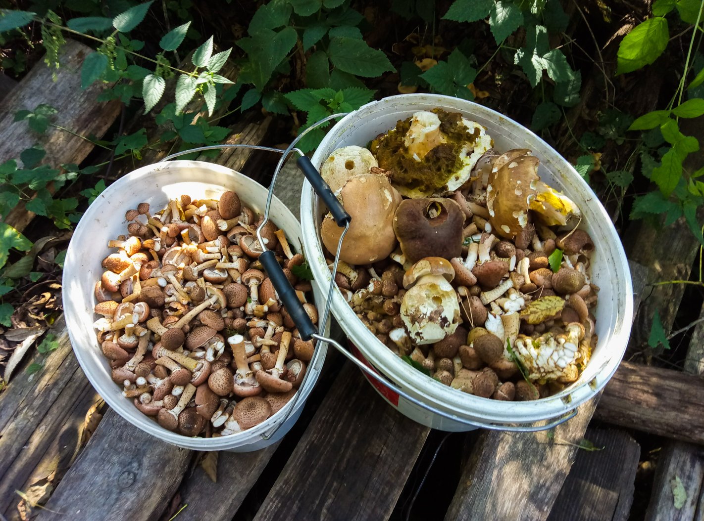 Foraging mushrooms - the big find