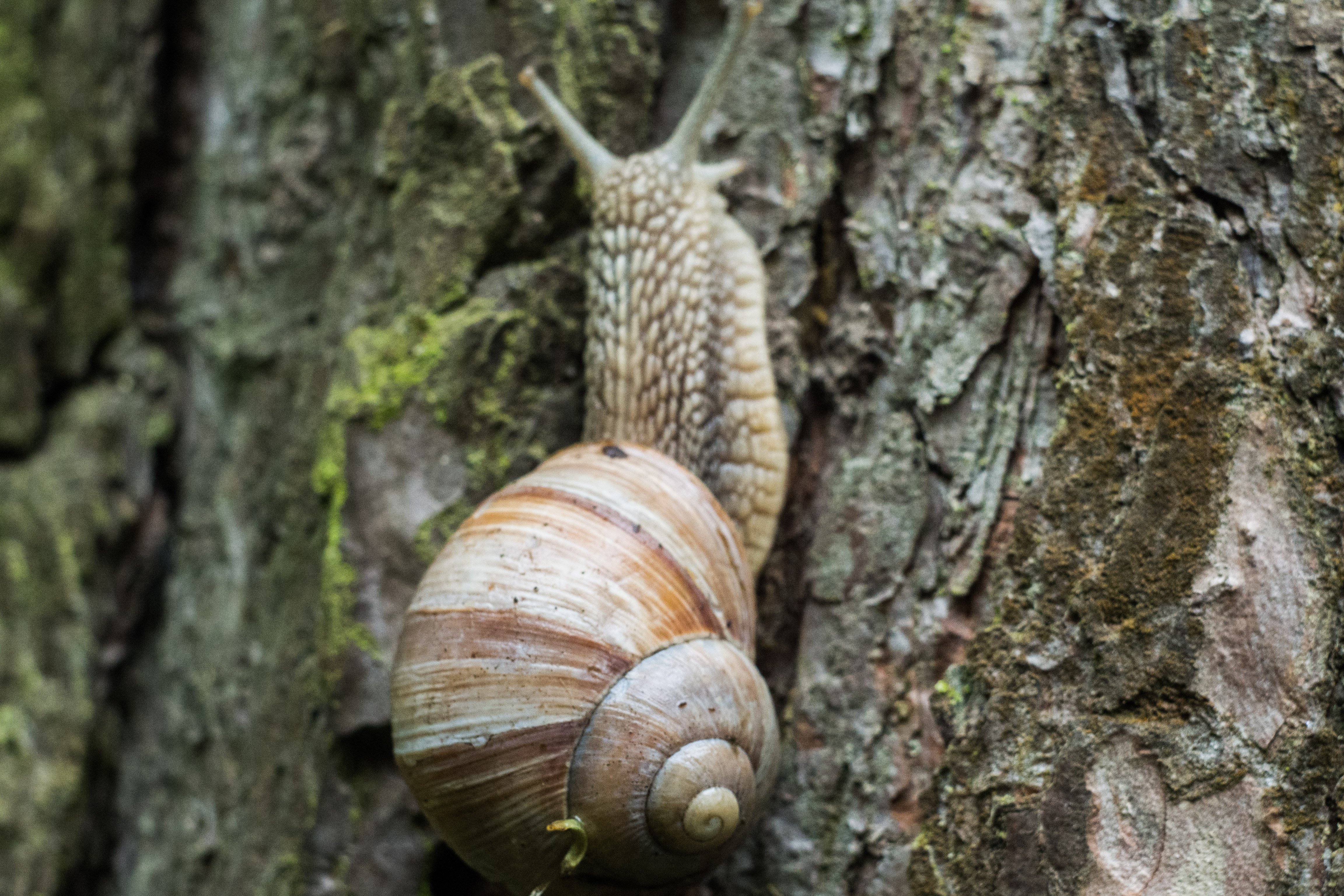 Snails on the walk (8 photos) — Steemit
