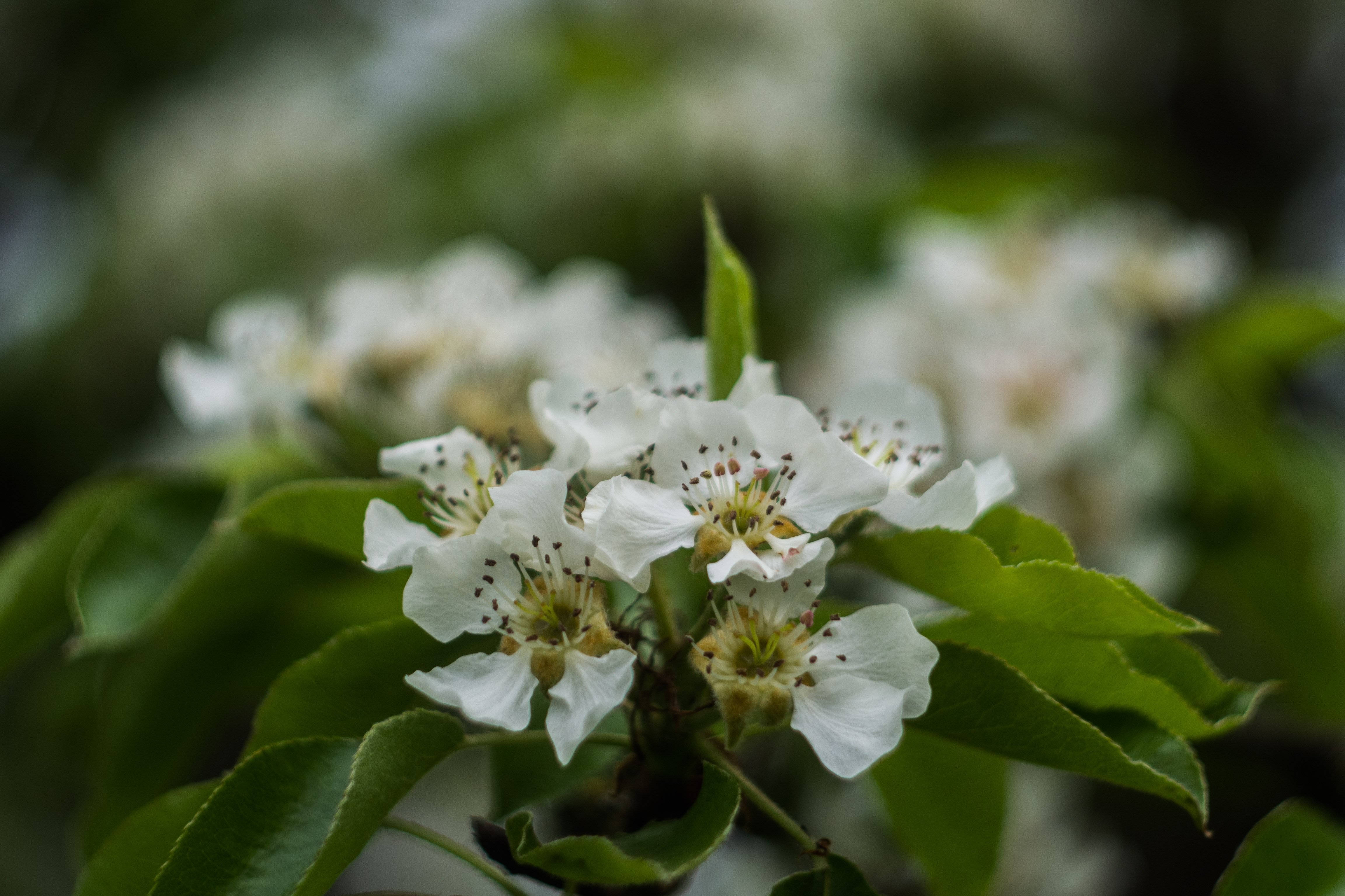 Pear flowers (8 photos) — Steemit