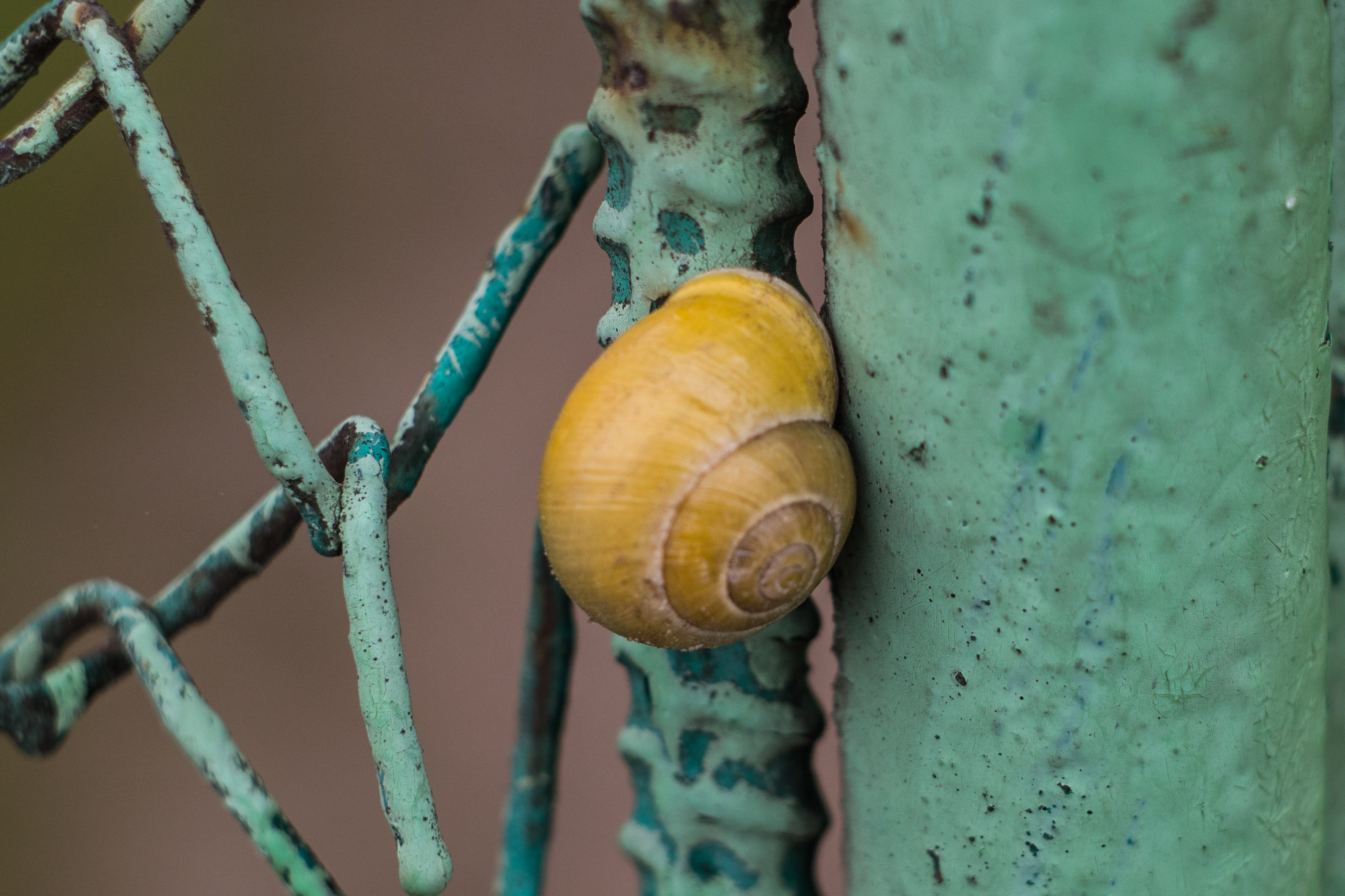 Three yellow snail photos of — Steemit