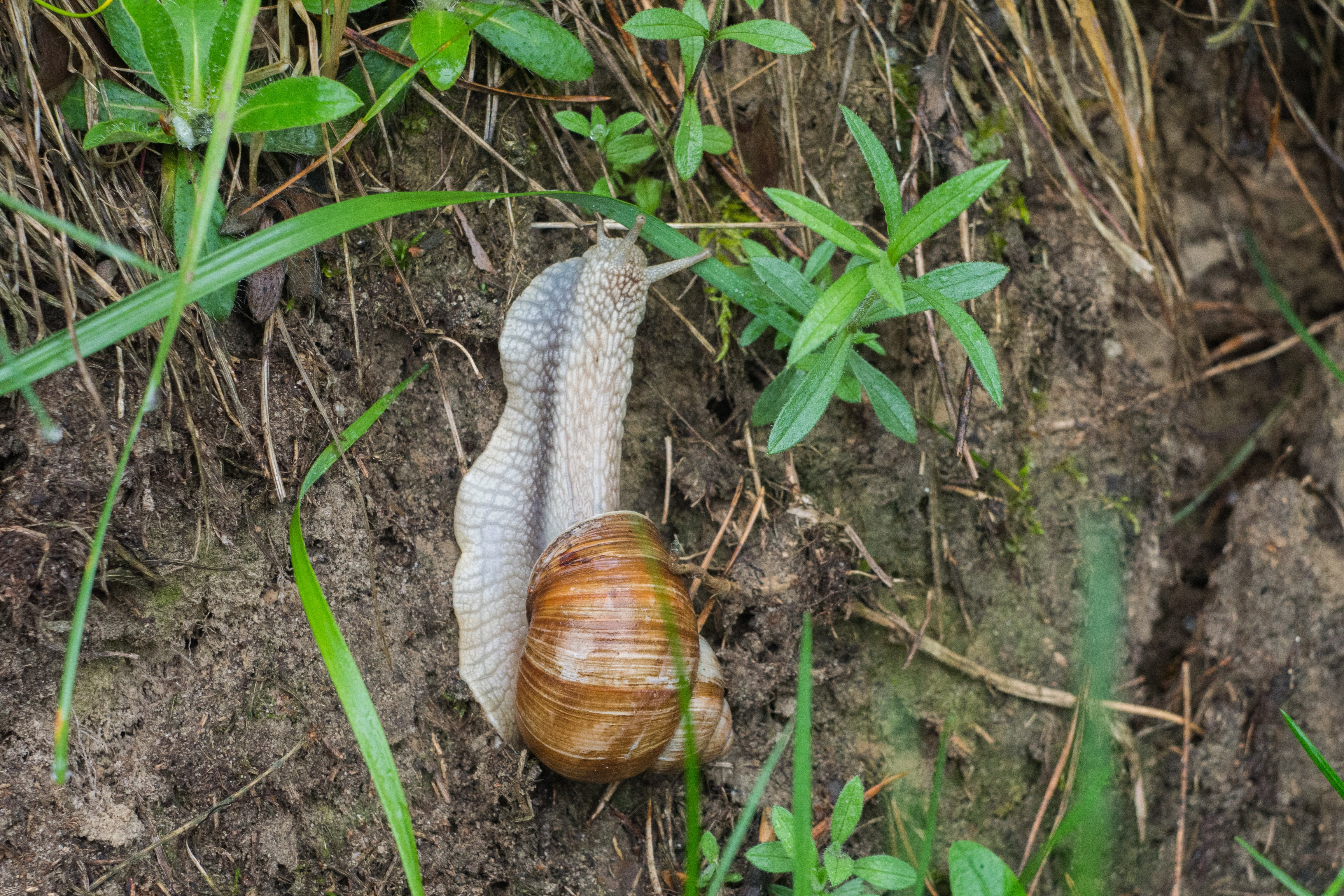 Snails on the walk (8 photos) — Steemit