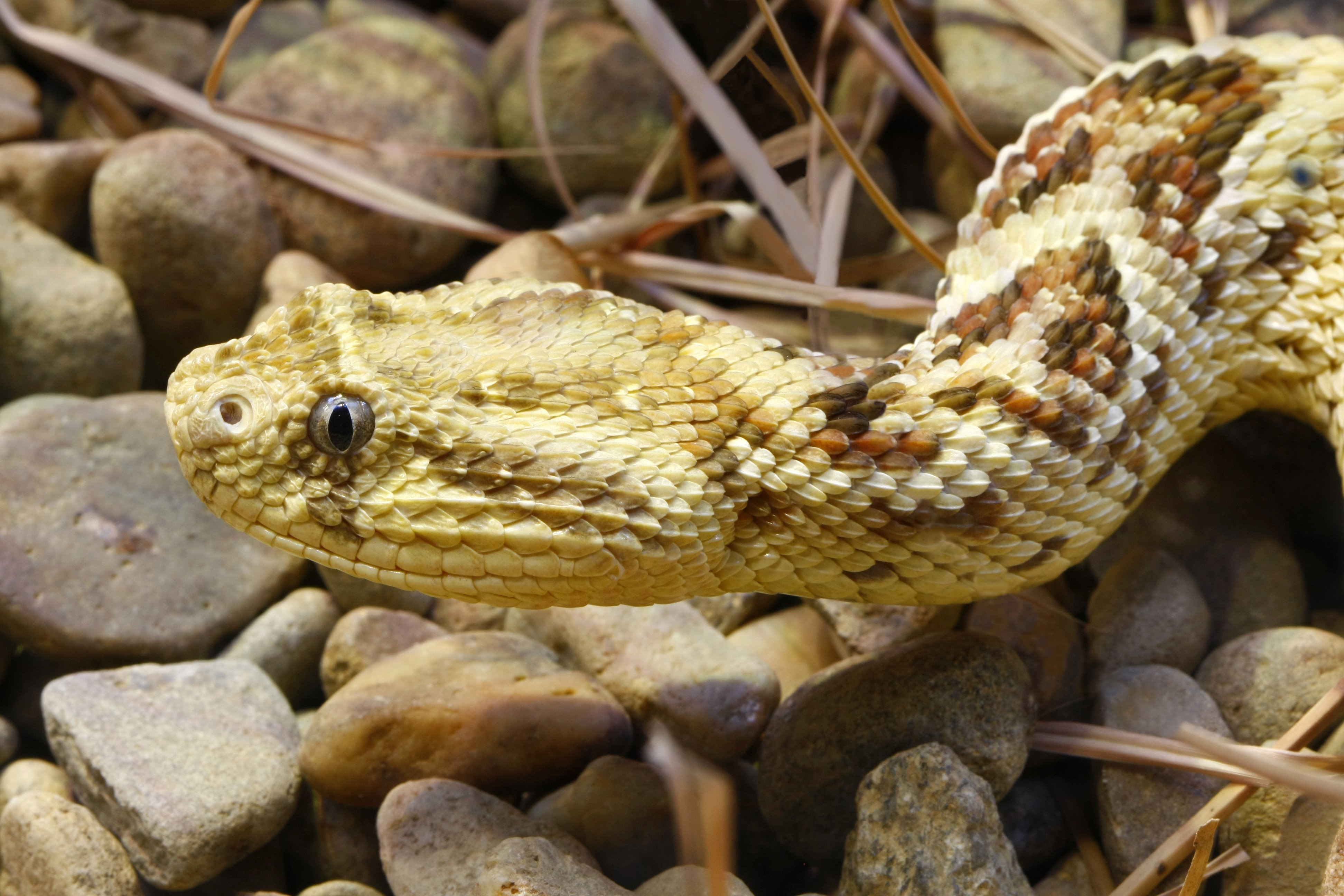 The Puff Adder: Taking Camouflage to a Whole New Level — Steemit