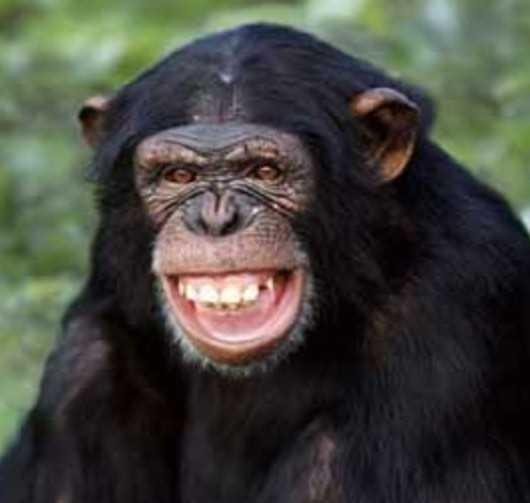 Angry Chimp Face