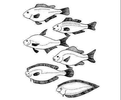 MORPHOlOGY IN FISH