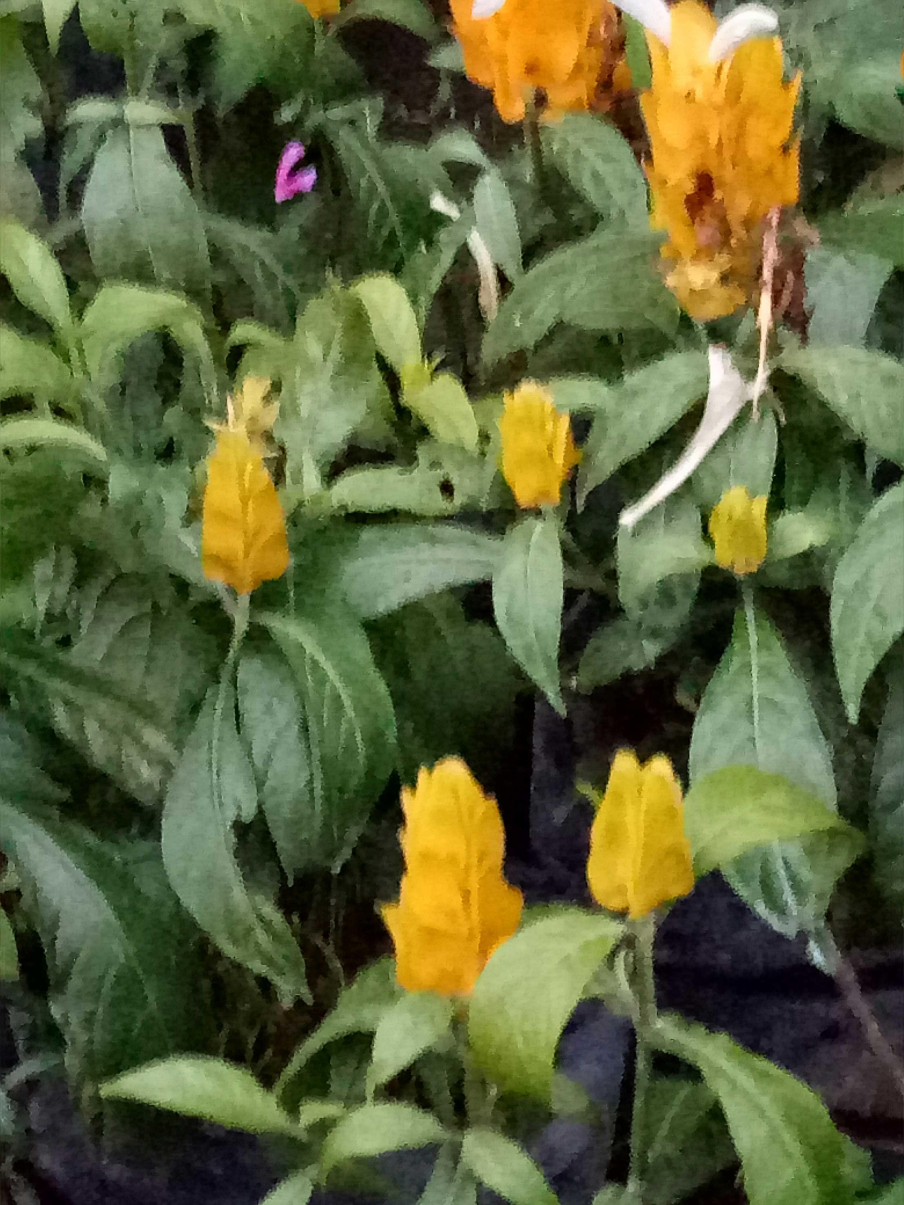 Beginilah 33+ Tanaman Bunga Lilin yang Banyak Dicari - Informasi ...