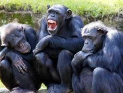 Meaning Chimps Faces Expression