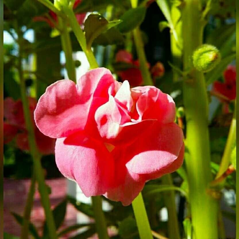 Download Gambar Bunga Pacar Air Ungu