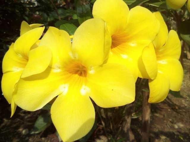 14 Gambar Bunga Kamboja Warna Kuning Gambar Bunga Indah - Riset