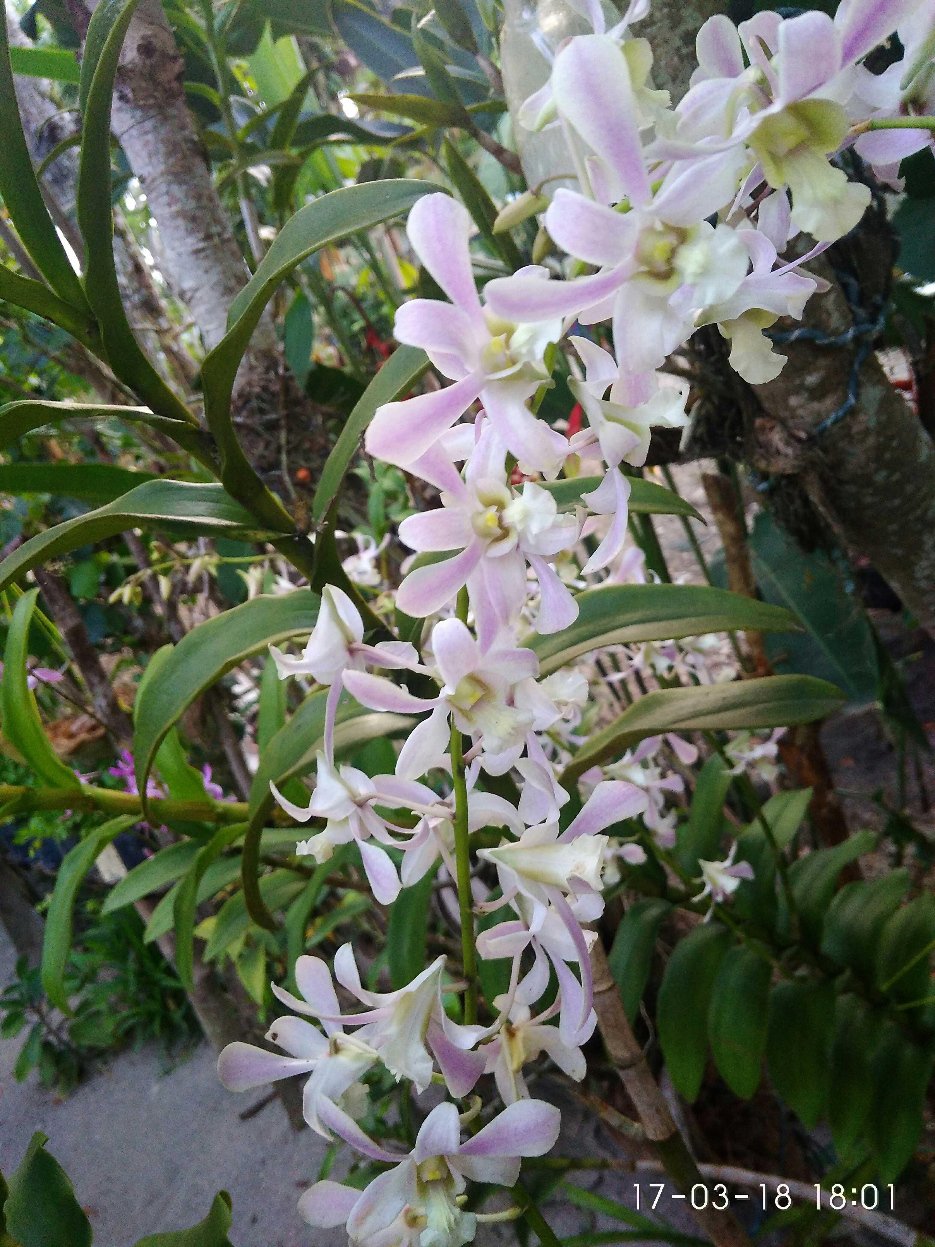 National Flower Of Thailand Orchid | Best Flower Site